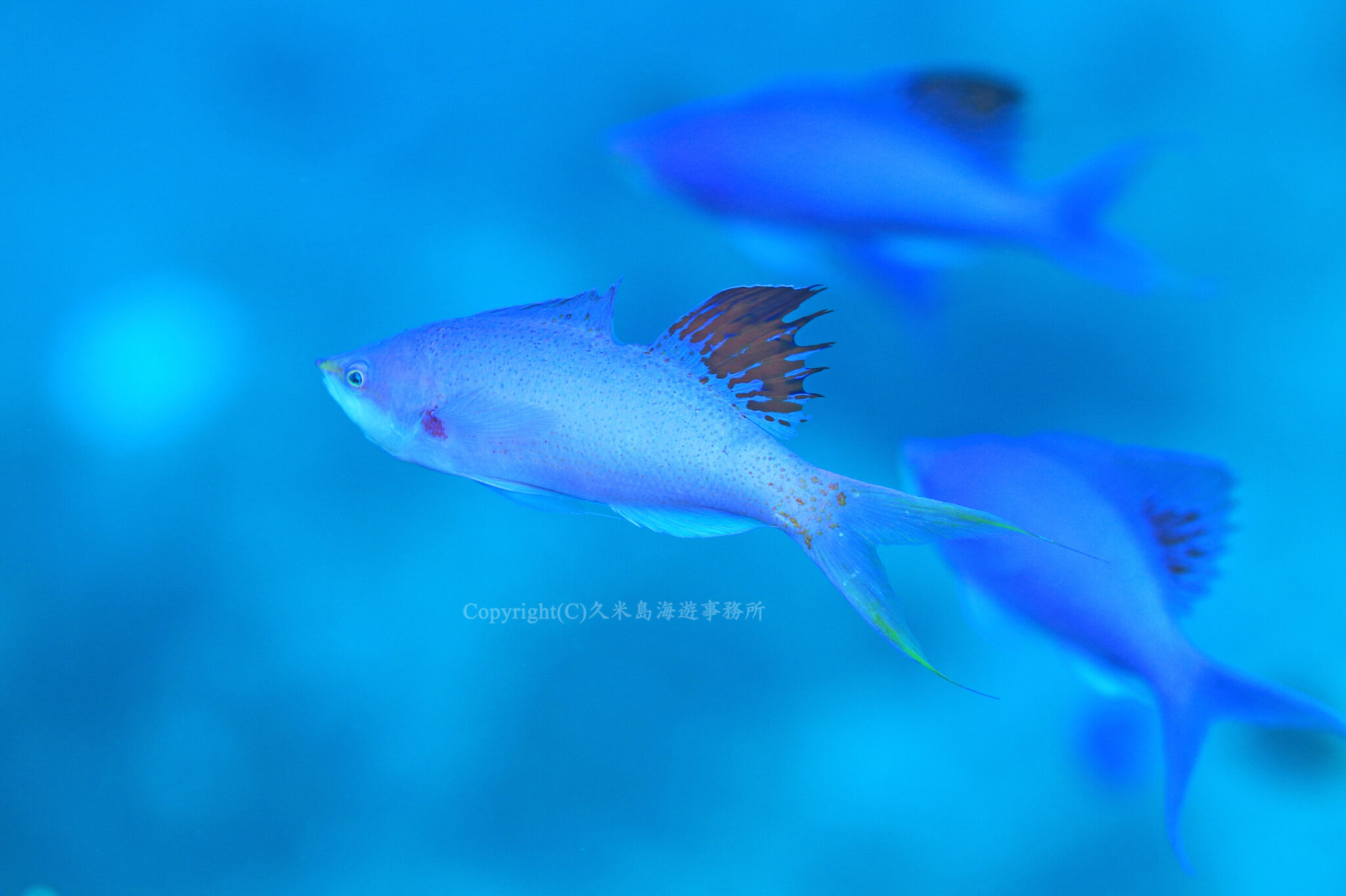 11/4 Instagram更新 | 久米島のダイビングショップなら久米島海遊事務所